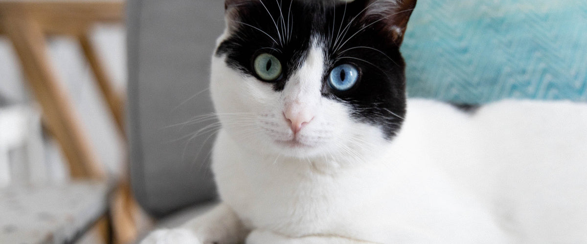 COOL COCO COLLECTION - Enfermera en apuros